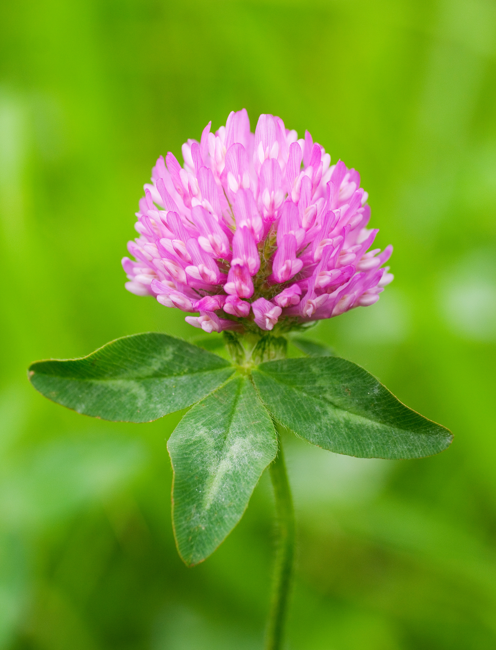 Species in the Spotlight: Red and White Clover