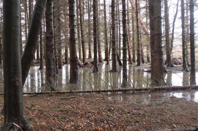 Reducing flooding impacts through increasing tree cover in river catchments