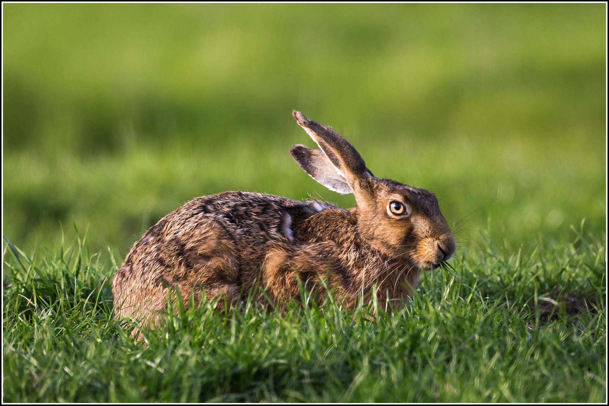 The Hare, why I love it and why we might lose it
