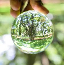 Why Living Green is Good for the Mind