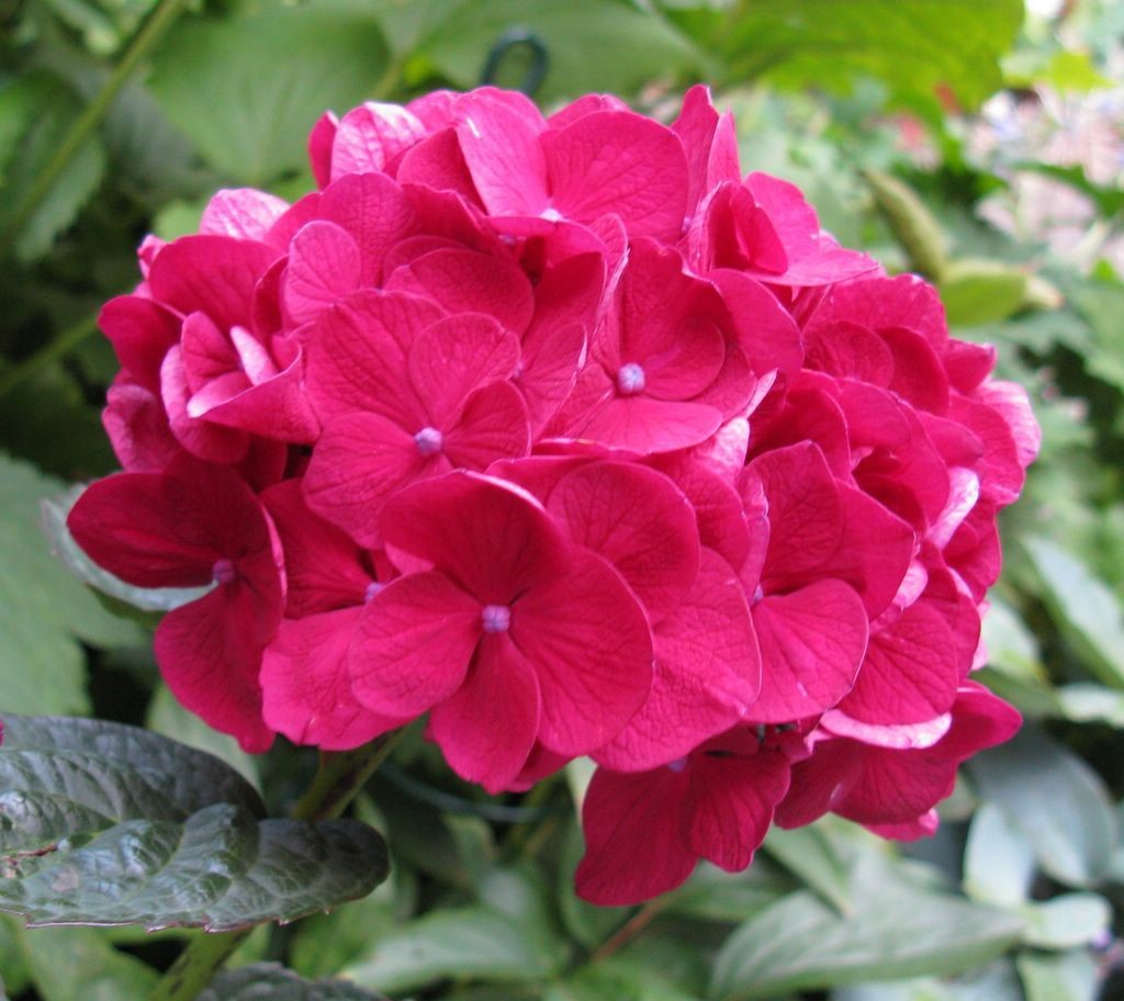 5+ Stunning Hydrangea Types – Guest Post by Sara Taylor